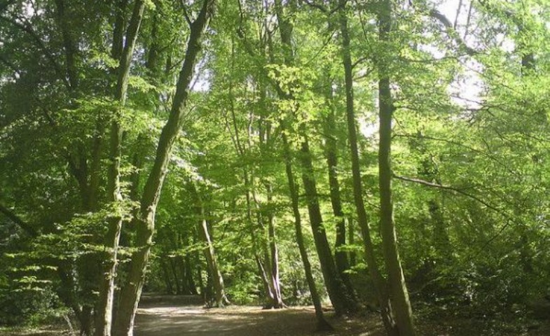 Tetherdown School - Reception Trip to Highgate Woods