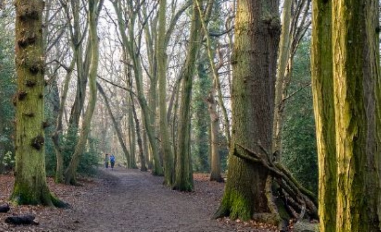 Tetherdown School - Year 6 Highgate Woods Trip